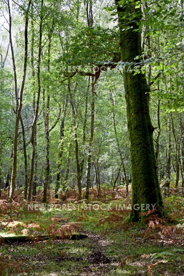 Dappled Shade 01 - New Forest Stock Imagery